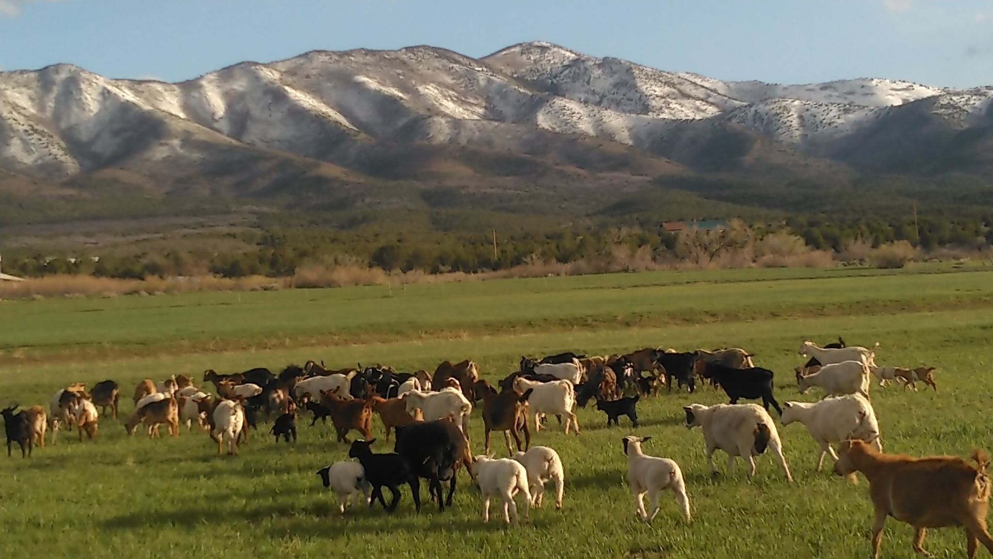 Turkey Track Ranch - Diverse Productive Property - SurvivalRealty.com