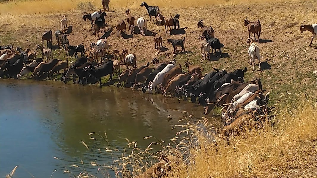 Turkey Track Ranch - Diverse Productive Property - SurvivalRealty.com