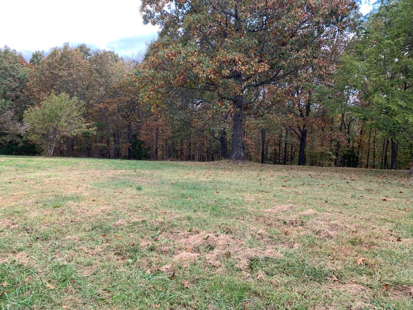 15 Acre Homestead Above the Buffalo River - SurvivalRealty.com